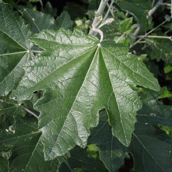 Populus Alba 'Nivea' - Peuplier blanc - Arbre Tige 12-14 cm Racines ...