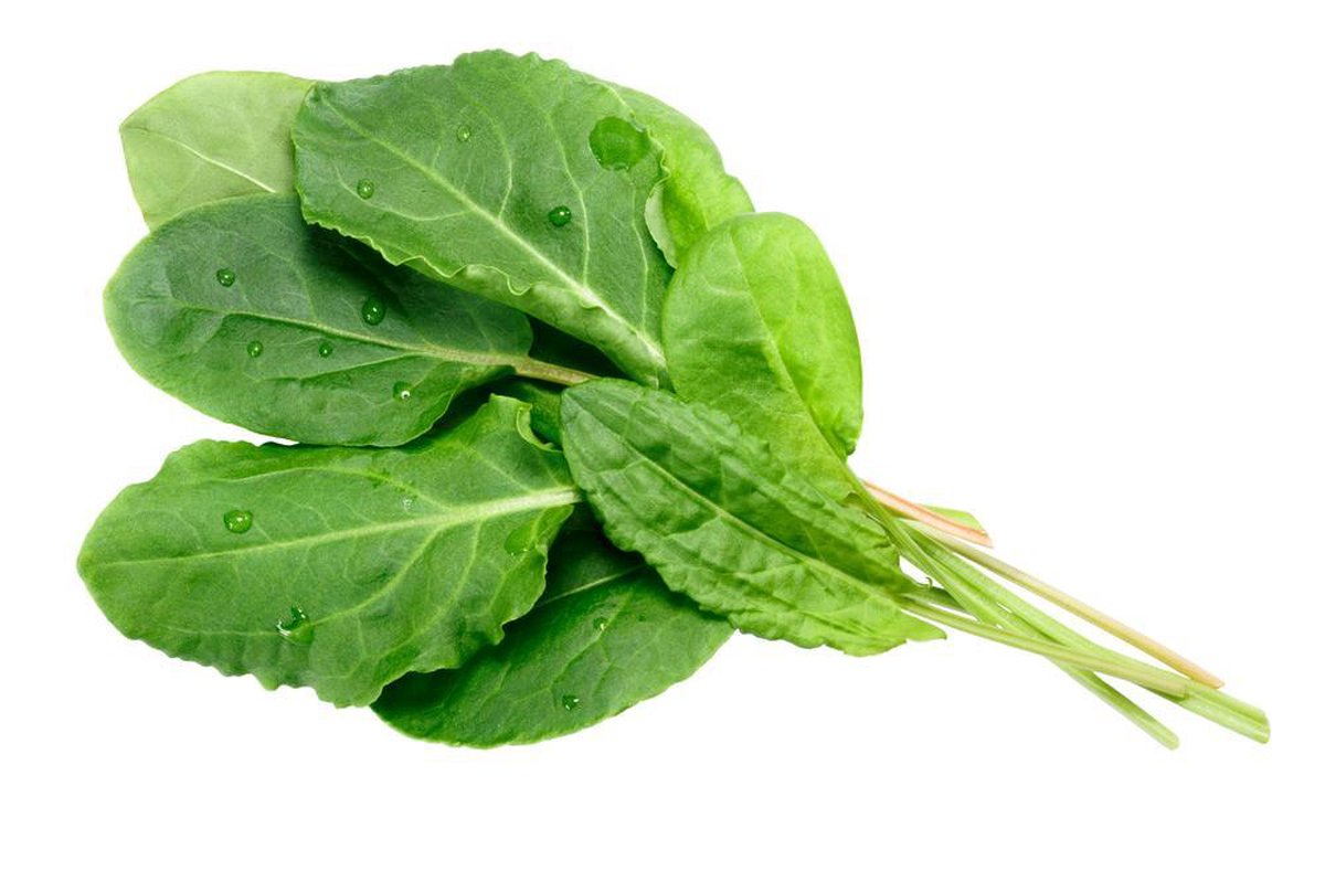 3 stuks Zuring Zurkel in pot van 10,5cm | bol