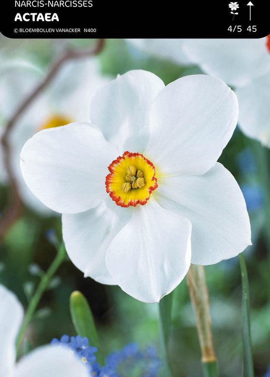 25 x Narcis Actaea - Geurende Pracht met Zuiver Wit en Felrood Geel | bol