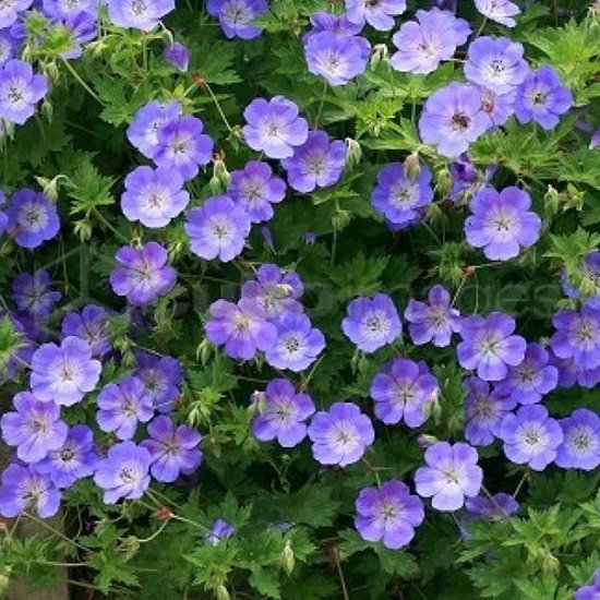3 x Geranium 'Jolly Bee' - Ooievaarsbek pot 9x9cm | bol