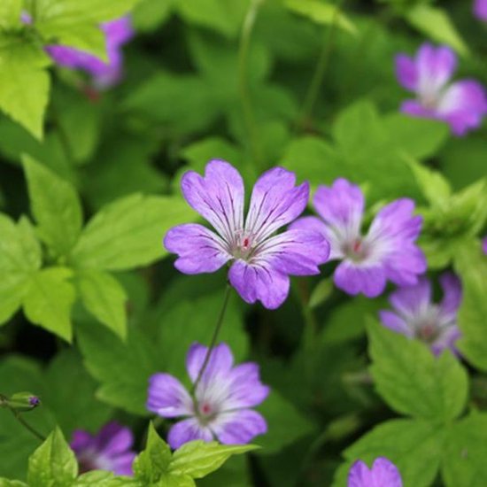 6 x Geranium Nodosum - Ooievaarsbek Pot 9x9 cm - Schaduwminnende Vaste ...