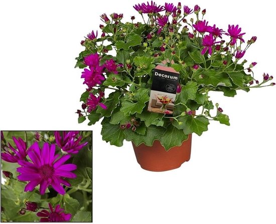 Senecio Senetti Magenta (Cineraria), 35 CM hoog, 17 CM potdiameter | bol