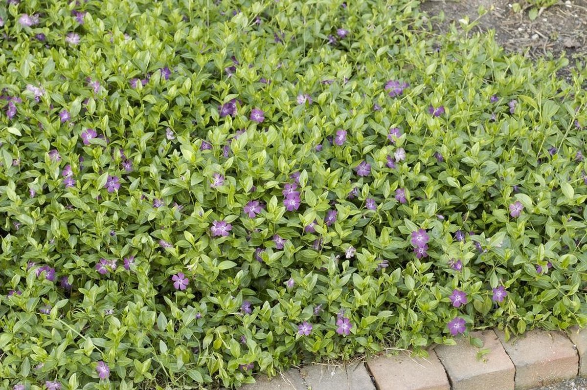 12x Vinca Minor Atropurpurea - Maagdenpalm in p9 (0,5 liter) pot | bol.com