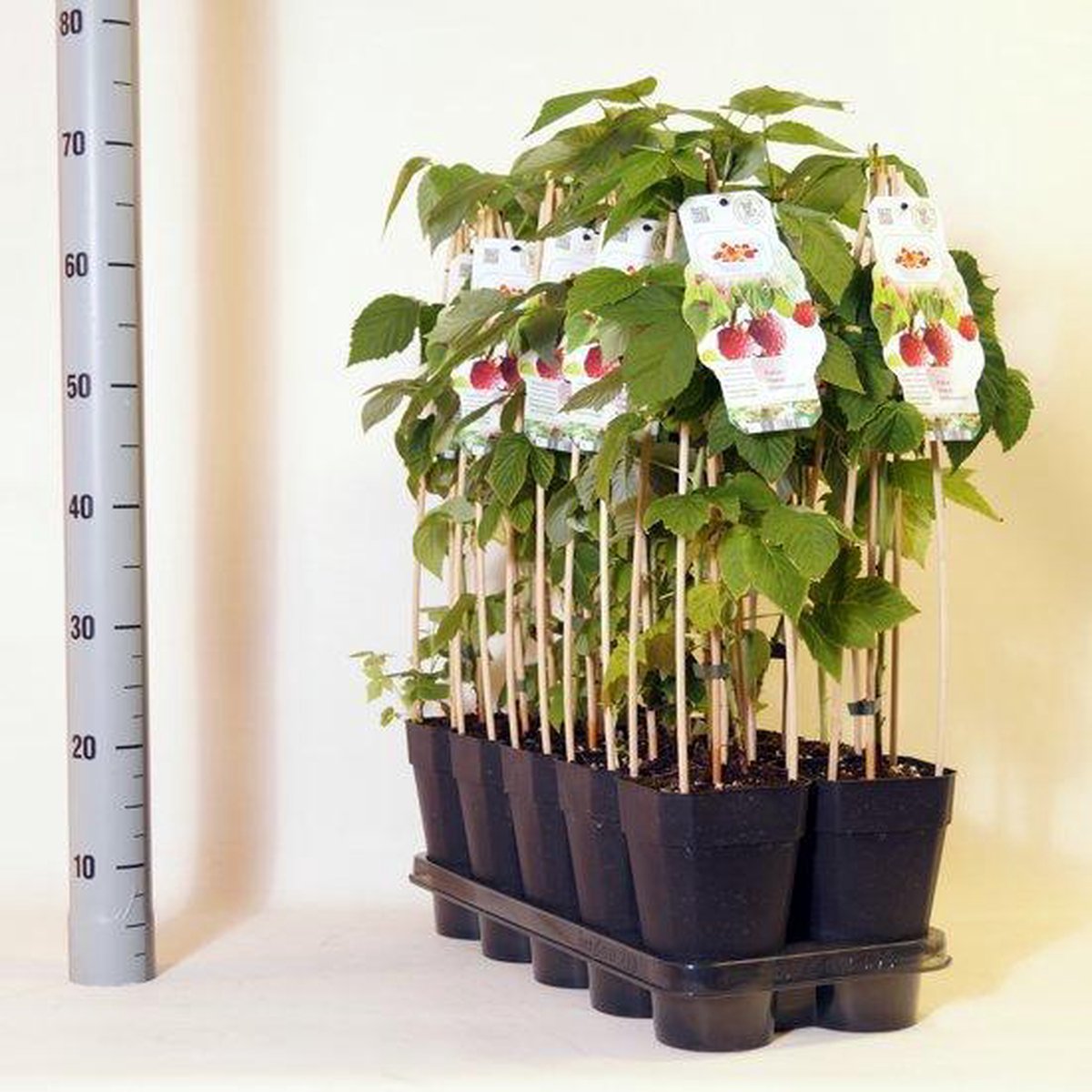 Frambozenmix - kleinfruit - fruitstruik - plant - eigen fruit kweken ...