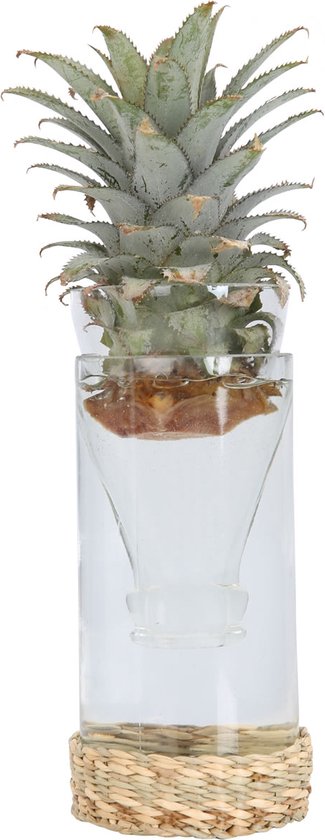 Amua Kweekglas – Kweek je eigen ananas, avocado en andere stekken! | bol