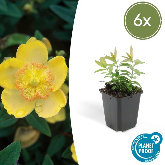6x grote hertshooi Hypericum calycinum - 10-25cm - Ø9cm ...