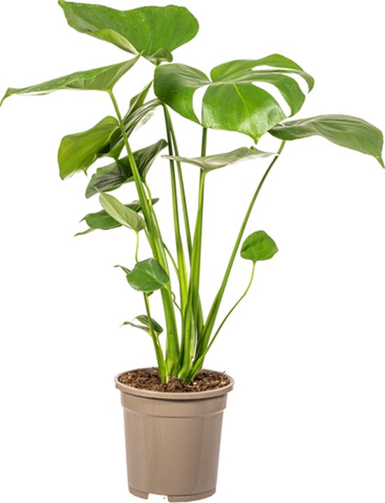 Monstera Deliciosa Tauerii Ø17cm - 60cm | bol