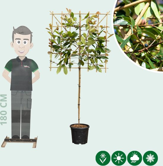 Glansmispel leiboom 100 cm | Photinia fraseri 'Red Robin' 3-6 cm 100 cm| Bomenbezorgd.nl | bol