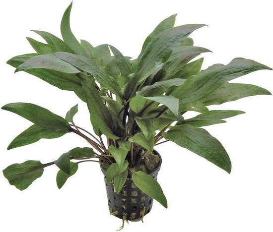 Cryptocoryne Undulatus - Aquariumplant - Aquascape - Moerings | bol