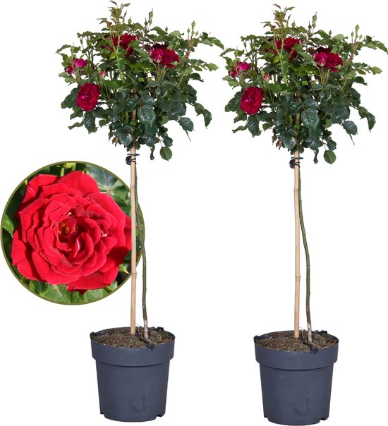 Plant in a Box - Rosa Palace 'Pride' - Set van 2 - Rode stamrozen ...