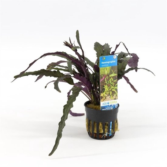 Aquaflora Hemiographis Colorata Exotica | in 5 cm pot | bol