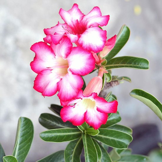 Adenium obesum - Woestijnroos - Rood roze - ↑30-35 cm - Ø14 cm | bol