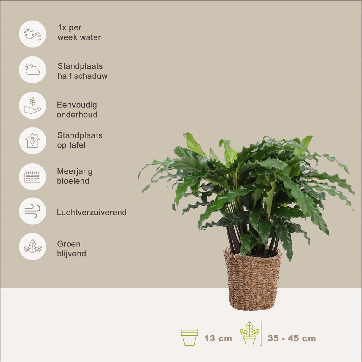 Calathea Blue Grass in siermand Amber Grof – luchtzuiverende kamerplant ...
