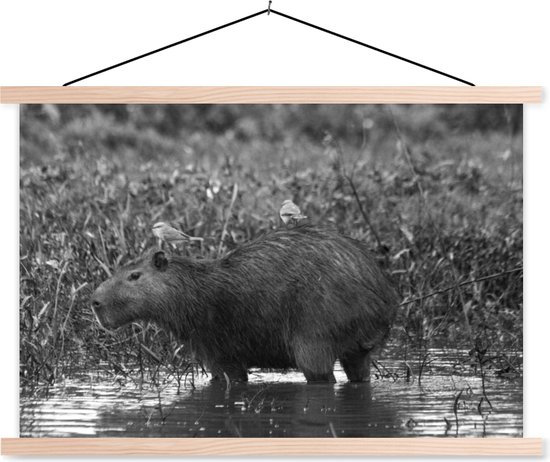 Posterhanger incl. Poster - Schoolplaat - Een Capibara in een moeras ...