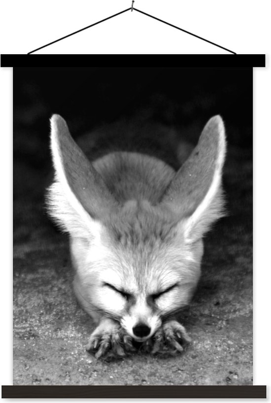Een slapende Fennek op de grond - zwart wit | bol.com