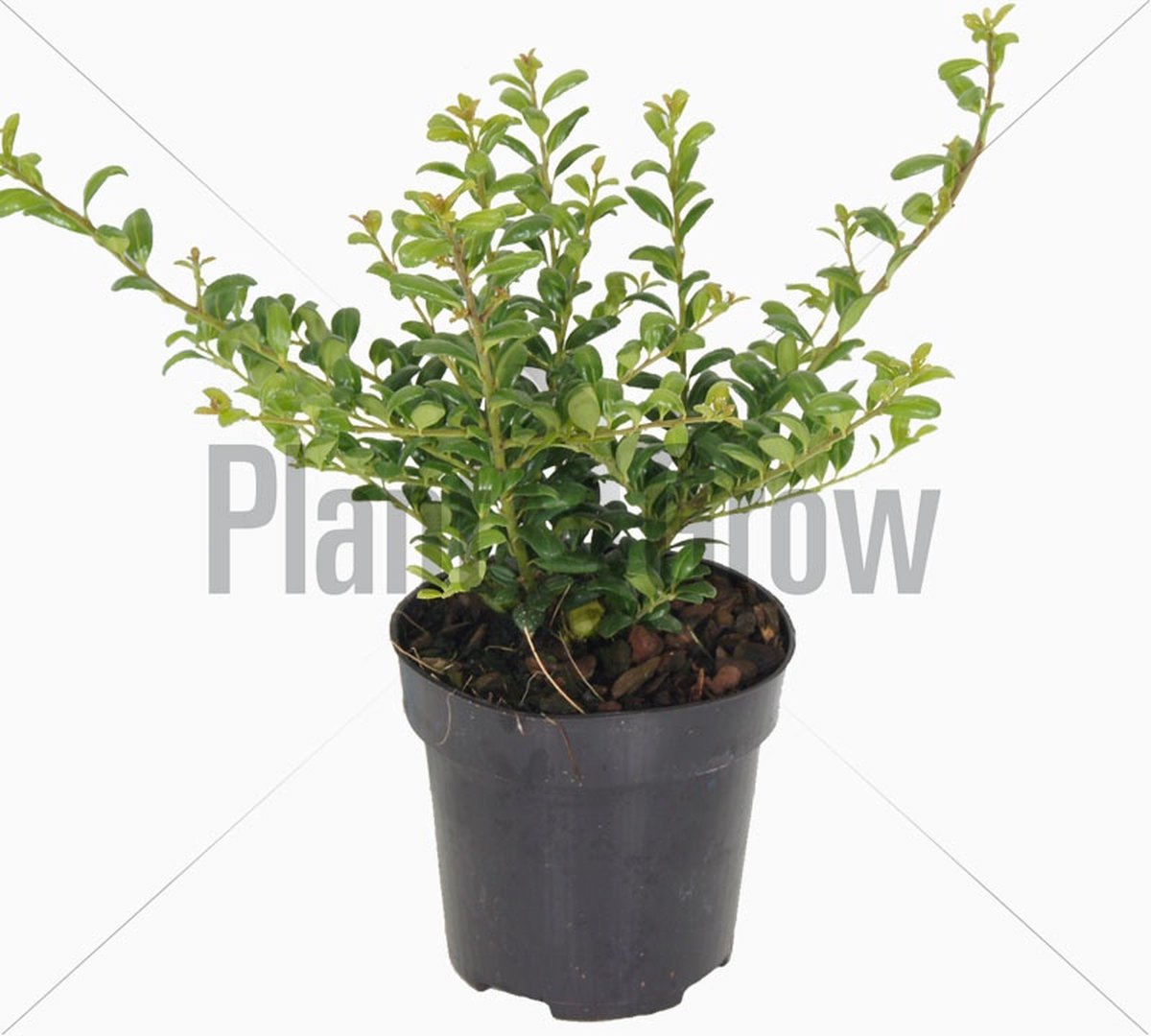 6x Japanse hulst / Ilex crenata 'Convexa' | Meerjarige/Vaste planten ...
