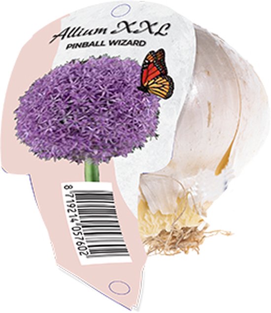 Allium XXL Pinball Wizard (Organza met etiket) | bol.com