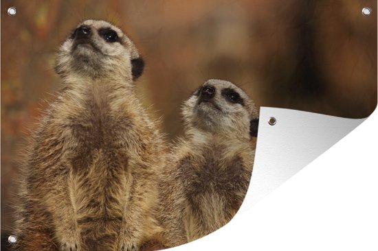 Trois suricates regardent le soleil de biais. Affiche de jardin 60x40 ...