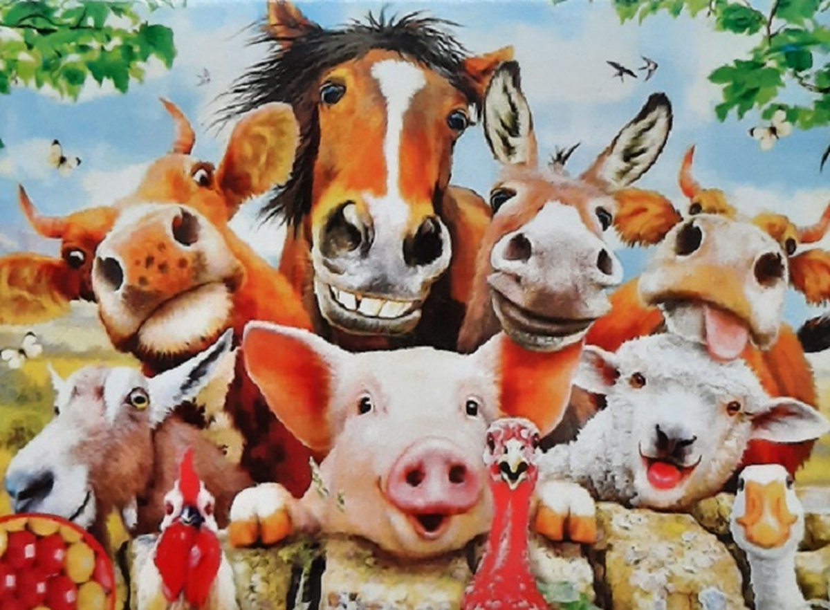 Diamond painting grappige boerderij dieren 40 x 50 cm volledige ...