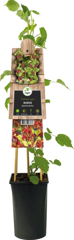 Japanse Wijnbes Rubus Phoenicolasius 75 cm klimplant | bol.com