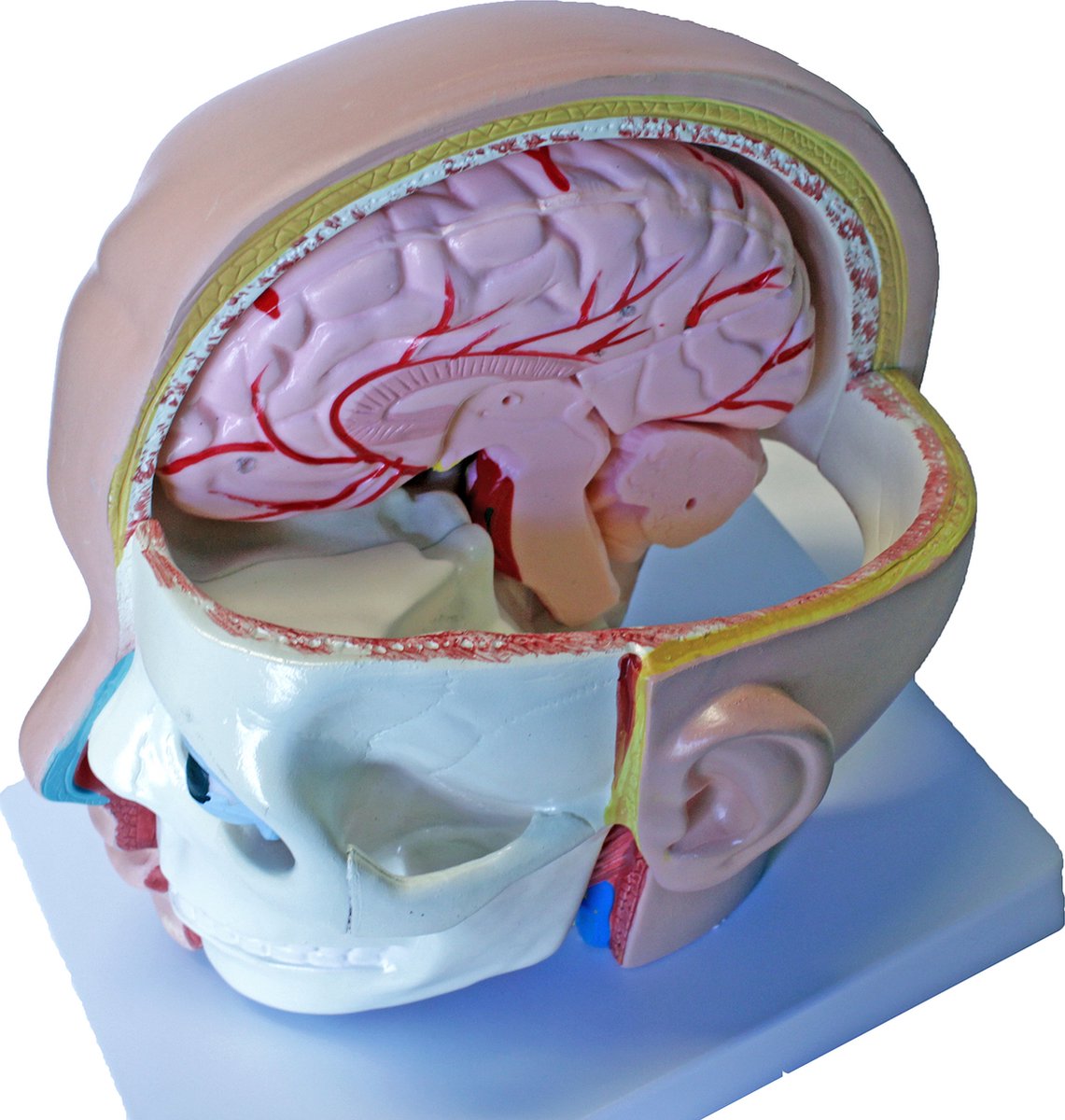 Hoofd met Hersenen - Anatomisch model - voor anatomie studie van het ...