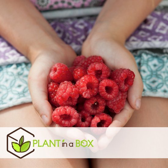 Plant in a Box - Set van 3 Frambozenstruiken - Rubus ideaus 'Autumn ...