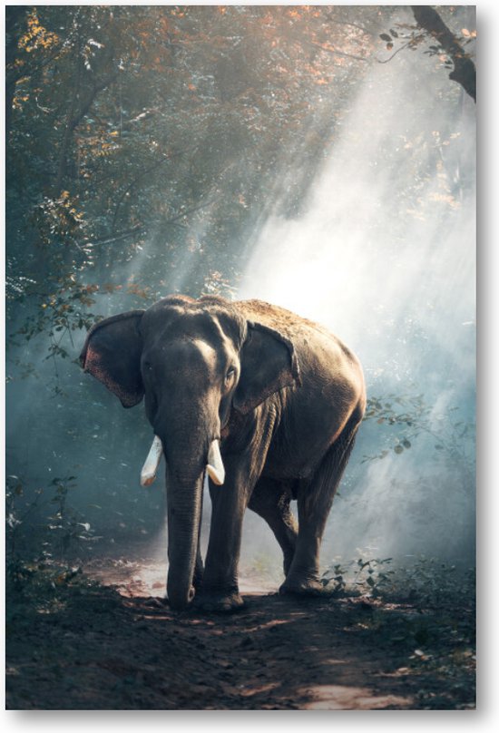 Olifant - 60x90 Forex Staand - Besteposter - Dieren | bol.com