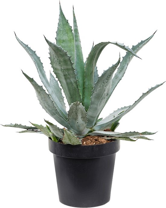 Agave Americana 65 cm tuinplant | bol
