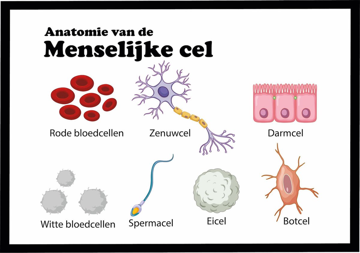 Poster Menselijke Cellen - Large 50x70 - Educatief - Biologie ...