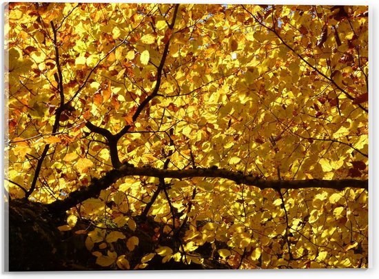 Acrylglas - Boom met Gele Blaadjes - 40x30cm Foto op Acrylglas ...