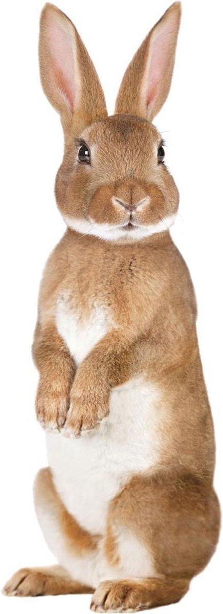 KEK Amsterdam Forest Friend: Rabbit - Muursticker - Bruin | bol.com