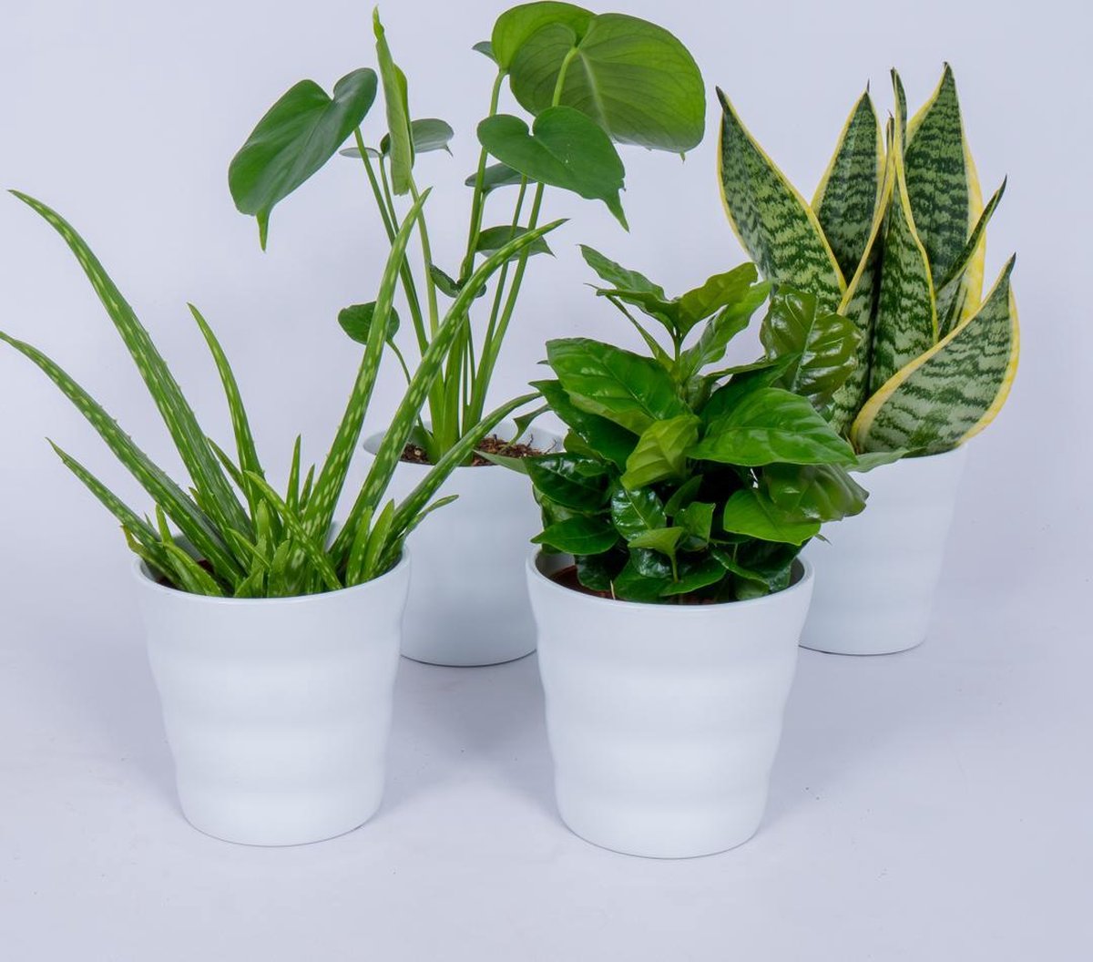 4 Kamerplanten - Aloe Vera, Monstera, Sansevieria & Koffieplant - In ...