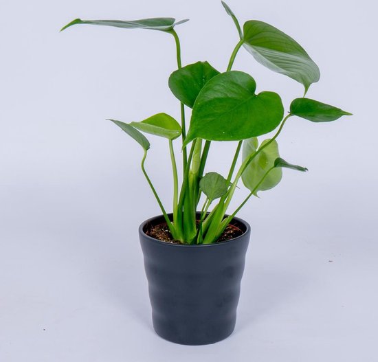 Kamerplant Monstera Deliciosa Tauerii – Gatenplant - ± 35cm hoog – 12 ...