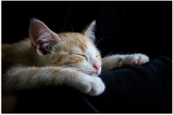 Poster – Slapend Katje op Zwarte Achtergrond - 120x80cm Foto op ...