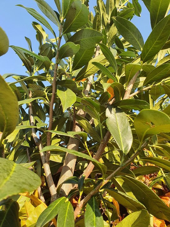 Laurierboom - Prunus laurocerasus Caucasica | Omtrek: 14-18 cm | Hoogte ...