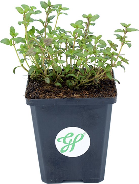 50 x Thymus vulgaris - Tijm in 9x9cm pot met hoogte 5-10cm | bol.com