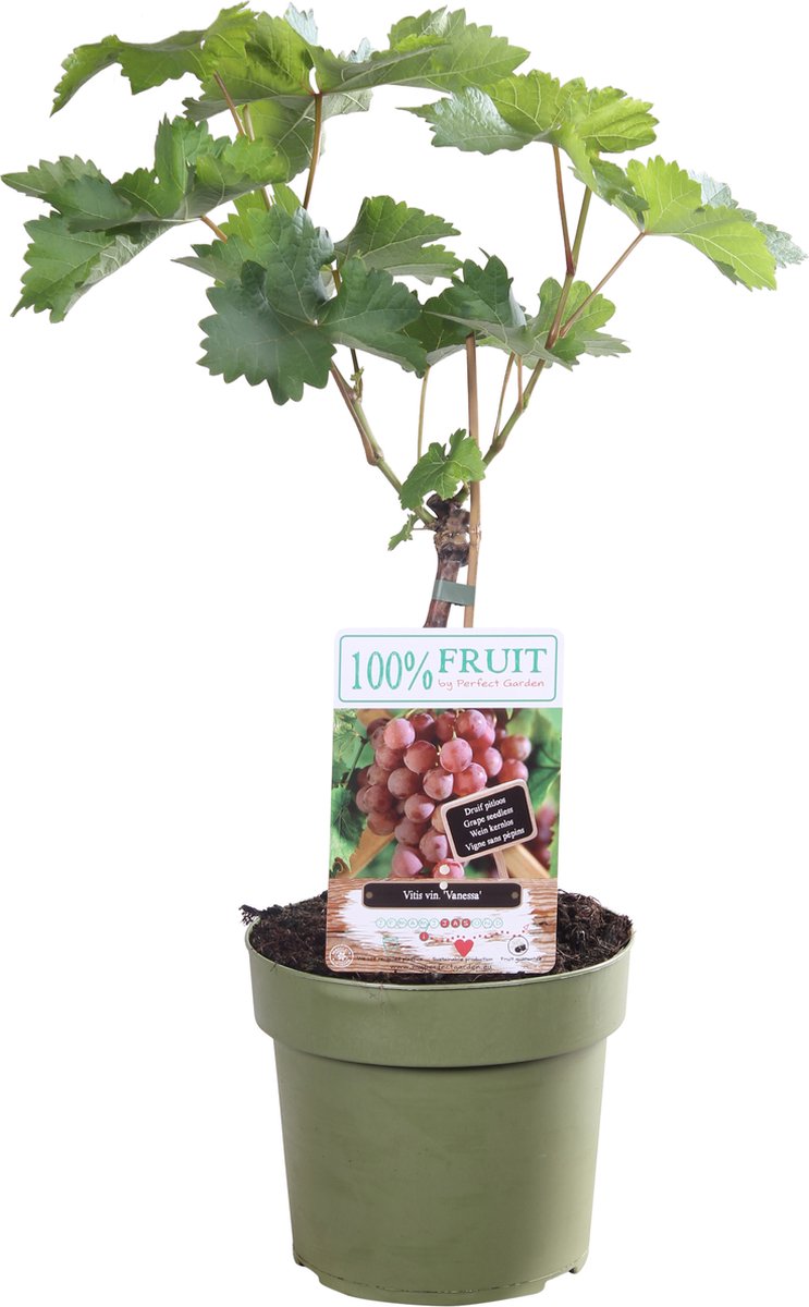 Rode druif 'Vitis Vinifera Vanessa' ↨ 70cm - planten - binnenplanten ...