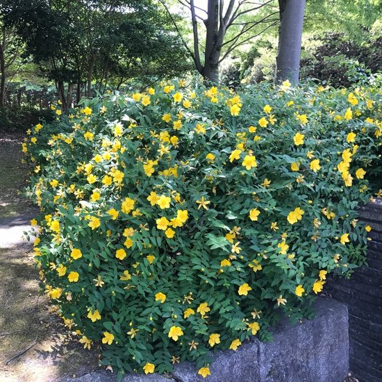 Hypericum calycinum - Hertshooi - Pot Ø 14 cm (1,5 liter) | bol.com