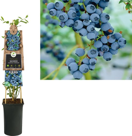 Bessen pakket - blauwe bessen - 5 verschillende blauwe bessen | bol