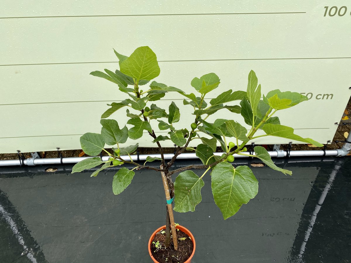 VIJGENBOOM - FICUS CARICA 100 CM, ZOETE DONKERE VIJG | bol.com