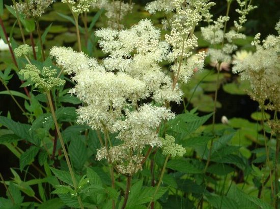 Moeras Spirea (Filipendula ulmaria) - Vijverplant - 3 losse planten ...