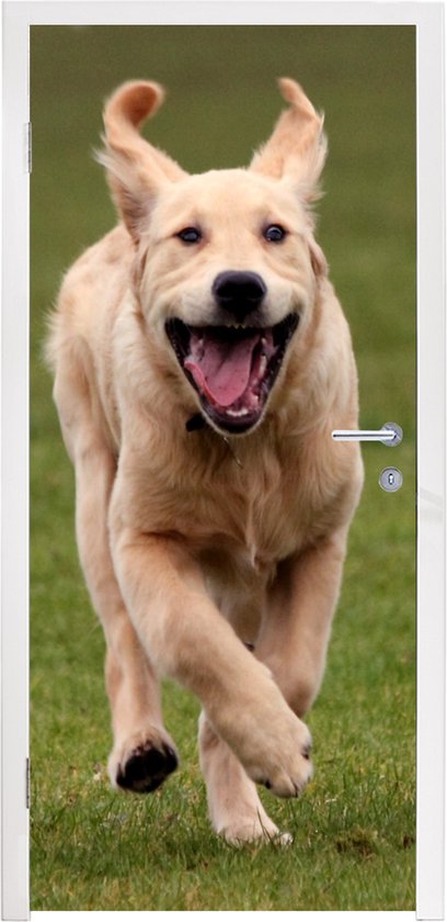 Deursticker Flapperende oren van een hardlopende Golden Retriever ...