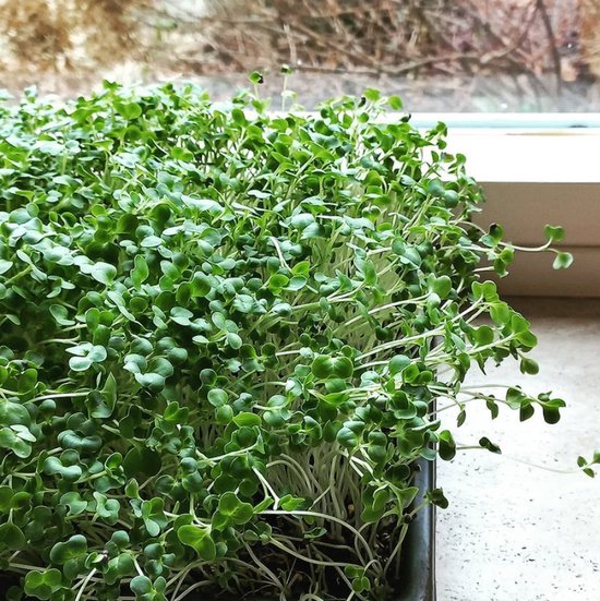 Microgroenten Cadeau Vensterbankpakket Combo - 3x 1020 Zaaitrays + 4x ...