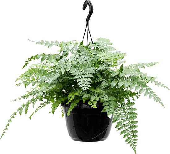 Asplenium Varen Dimorphum Parvati S 35 cm hangplant | bol.com