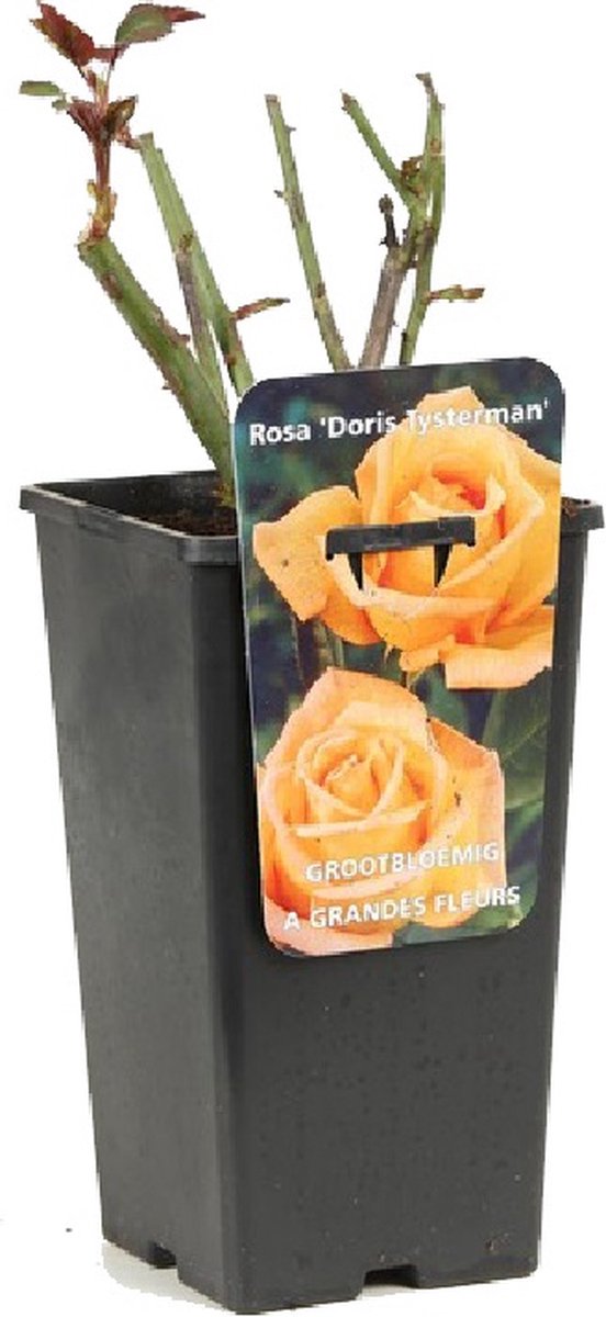 Rosa 'Doris Tysterman' - Rose Oranje à Grande Fleur - Pot 3.5L - 40 cm ...