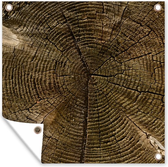 Tuin poster Een doorsnede van een boomstam met duidelijke jaarringen - 200x200 cm -... | bol.com