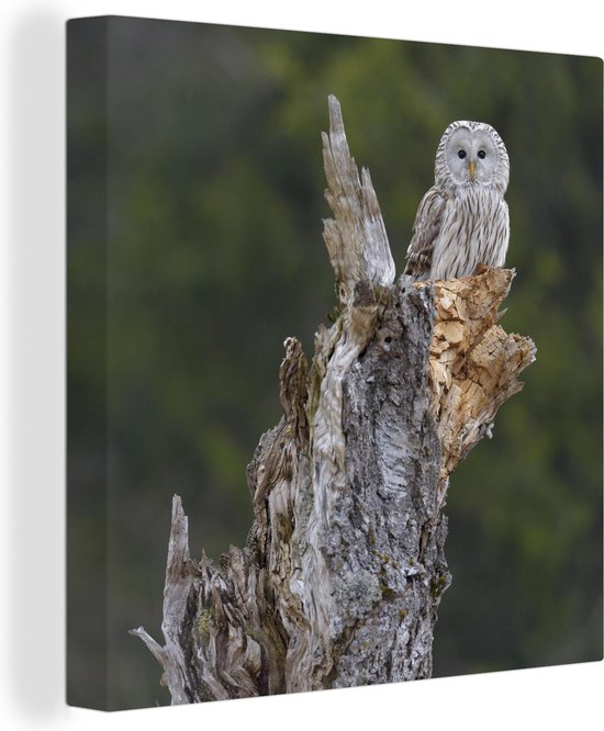 Canvas Schilderij Oeraluil op een oude boomstam - 90x90 cm - Wanddecoratie | bol.com