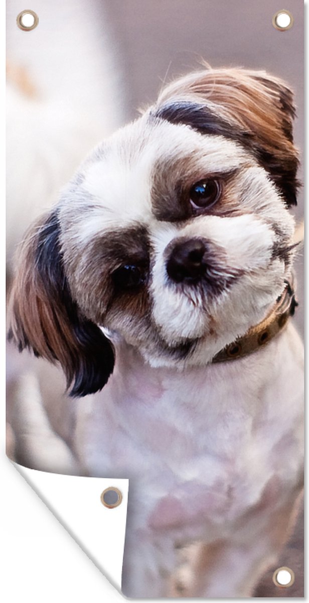 Poster de jardin Un adorable chien Shih Tzu - Décoration murale cm ...