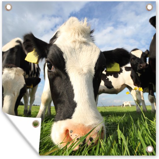 Posters de jardin Vaches - Herbe - Nez - Air - 50x50 cm - Toile jardin ...
