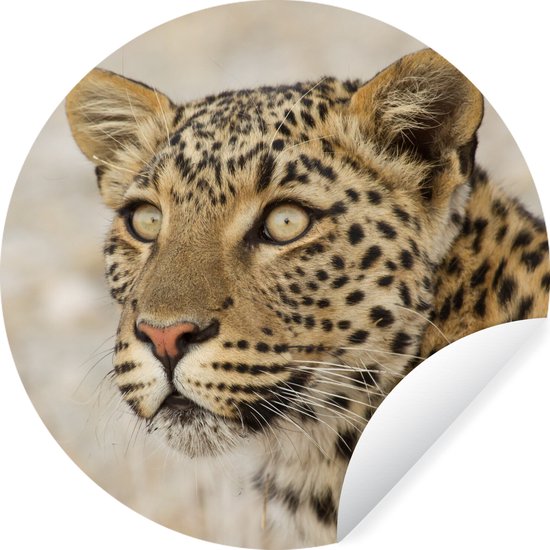 WallCircle - Muurstickers - Behangcirkel - Luipaard - Macro - Bruin - 80x80 cm -... | bol